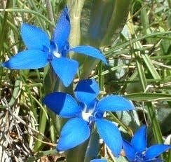 Alpine Flowers of Switzerland (From Asters to Orchids) - Wanderwisdom