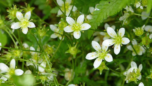 Alpine Flowers of Switzerland (From Asters to Orchids) - Wanderwisdom
