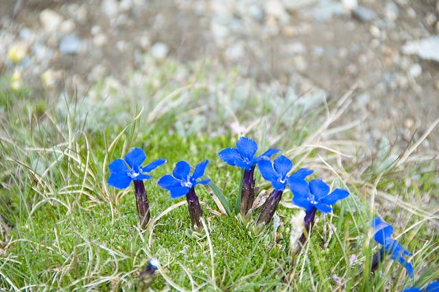 Alpine Flowers of Switzerland (From Asters to Orchids) - Wanderwisdom