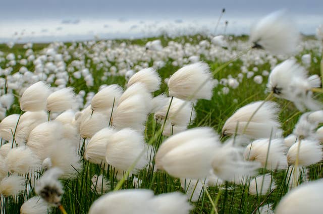 Alpine Flowers of Switzerland (From Asters to Orchids) - Wanderwisdom