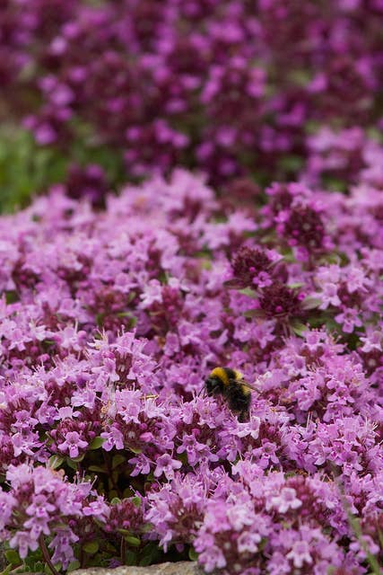Alpine Flowers of Switzerland (From Asters to Orchids) - Wanderwisdom
