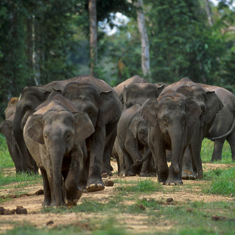 20 Unique Wildlife Species You Must Not Miss in Malaysia - Wanderwisdom