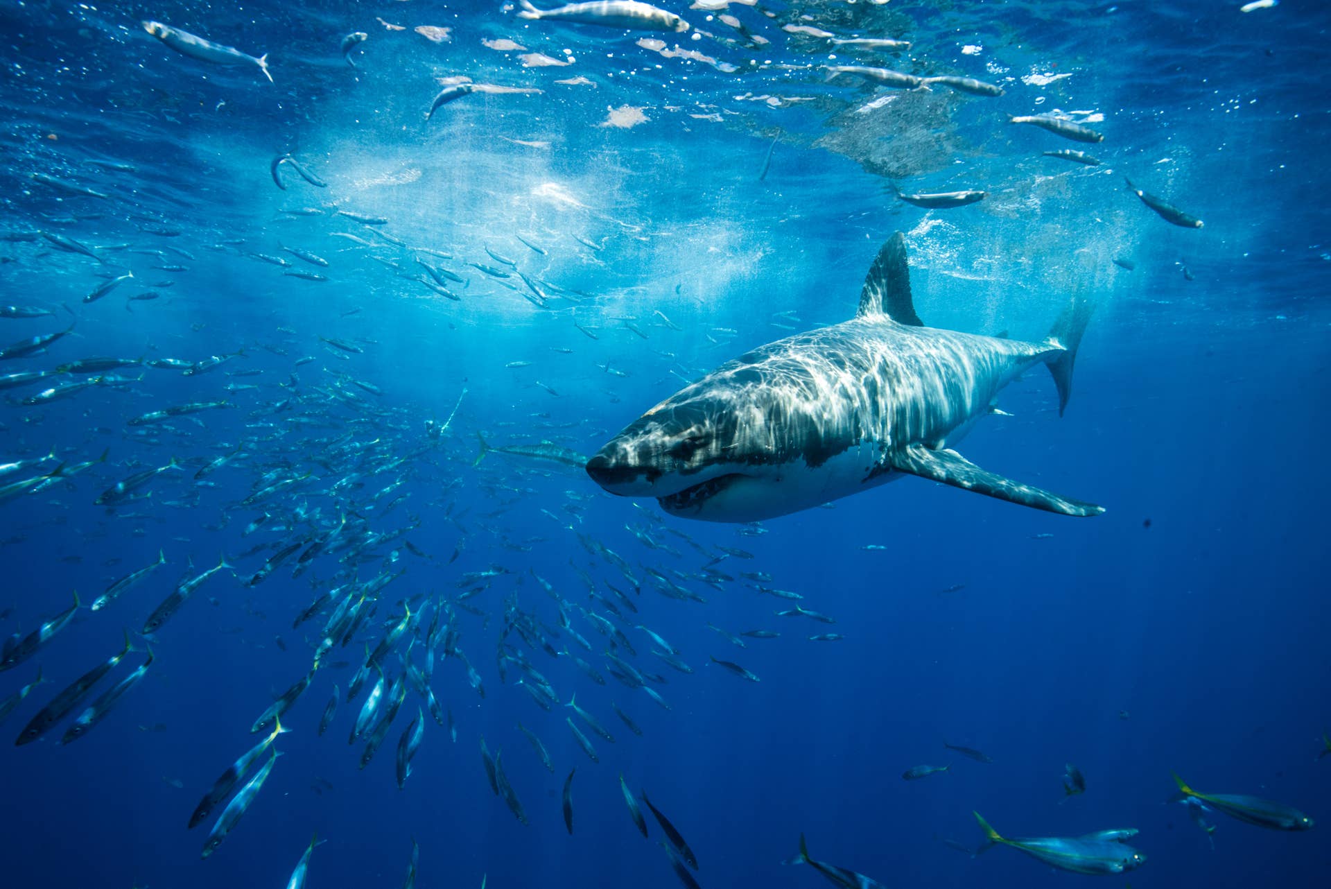 Diver Demonstrates Exactly What to Do Upon Encountering a Shark in the ...