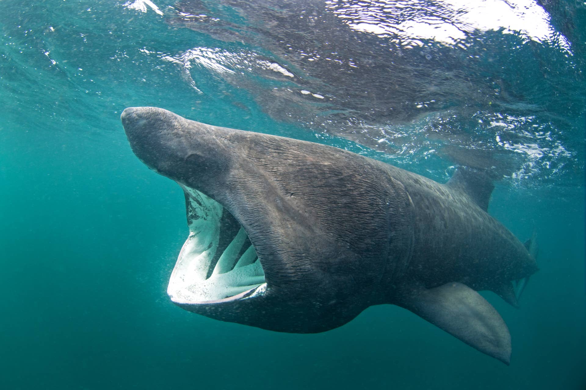 Watch: Giant Basking Shark Swims Right Under Kayakers in Ireland ...