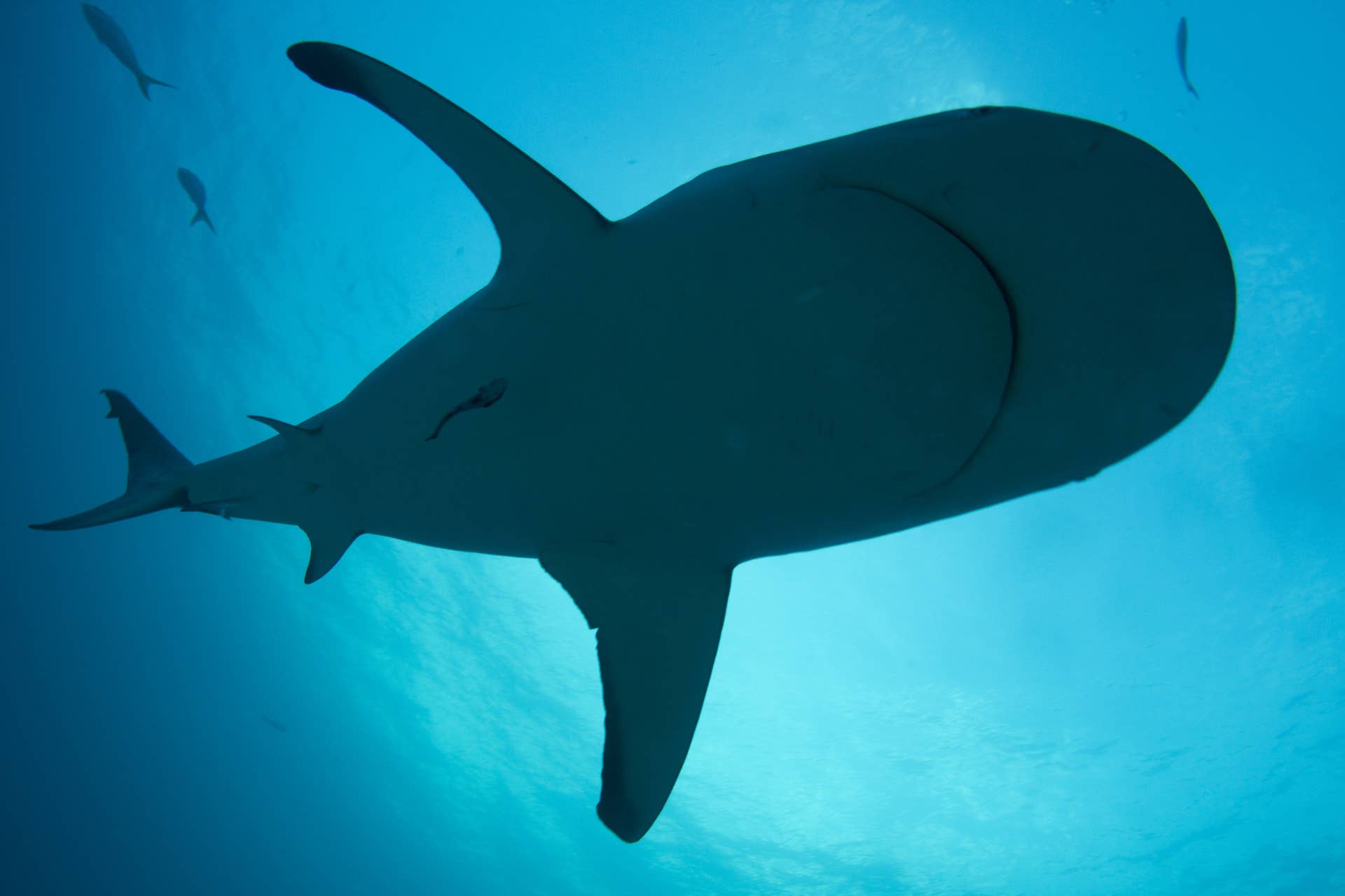 Watch: Scuba Divers Encounter Huge Shark in Waters Off Vancouver ...