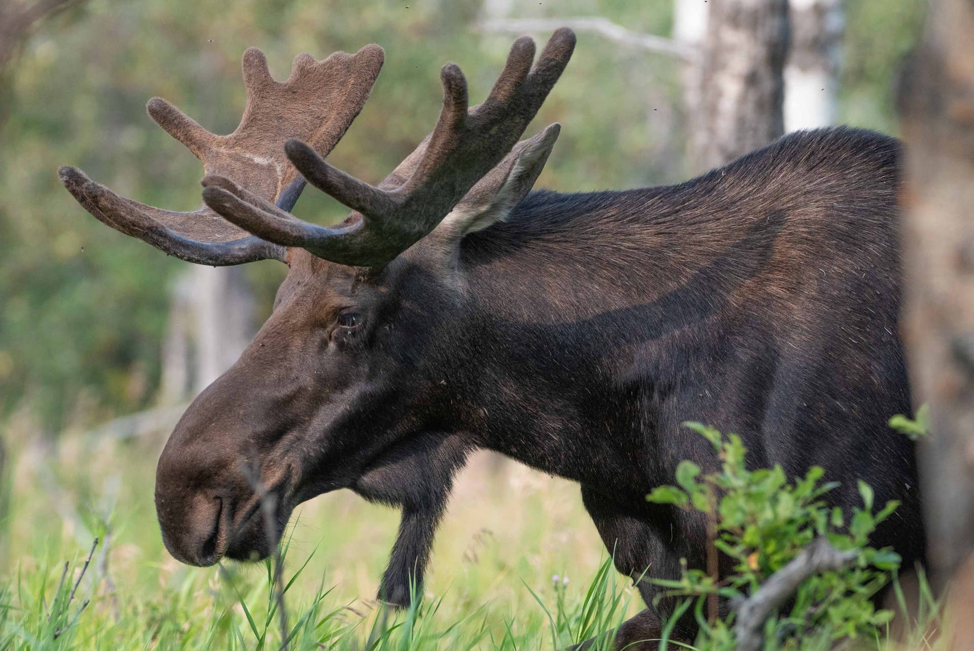 Rare Footage of Moose Galloping at Full Speed Is Truly Incredible ...