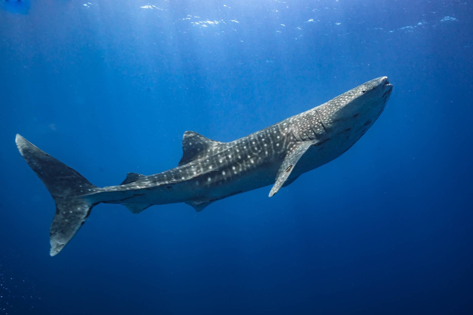 Fisherman Catches an Incredible Up-Close View of Whale Shark off the ...