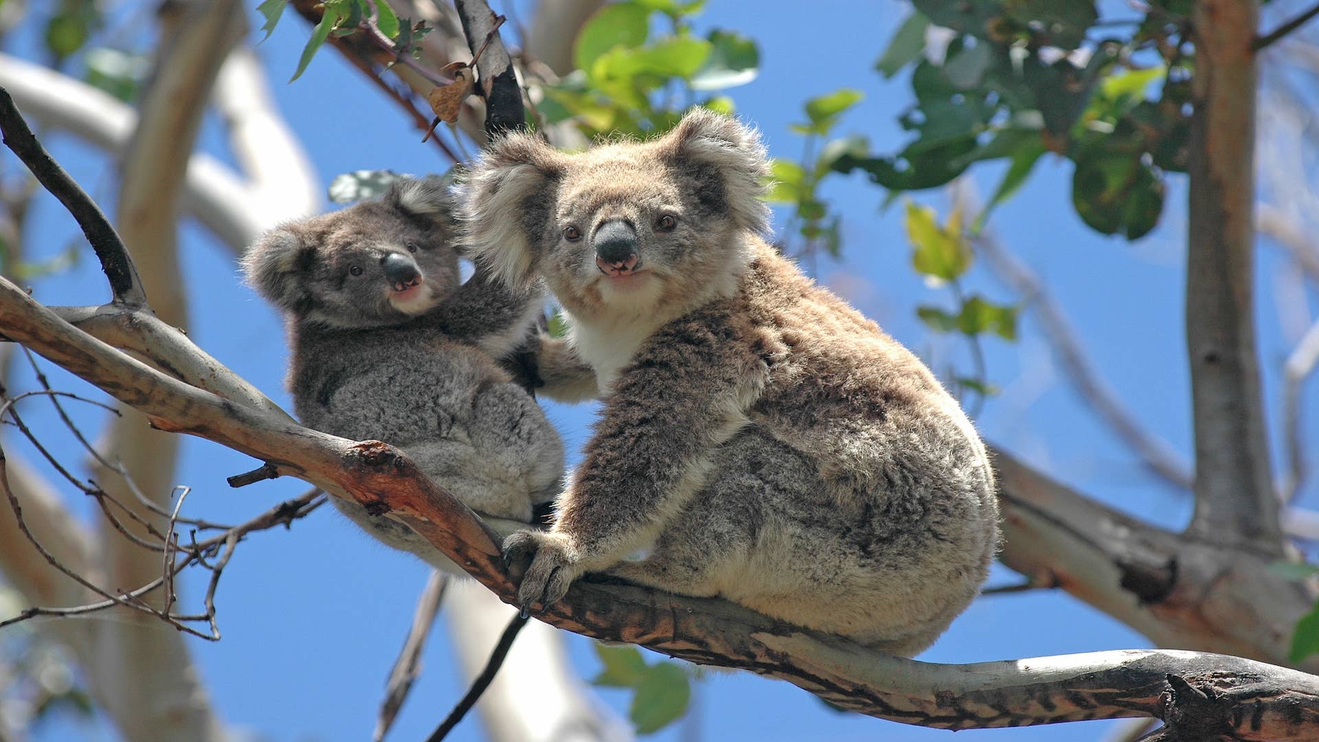 Video of Taylor Swift and Travis Kelce at Sydney Zoo Has Fans Going ...