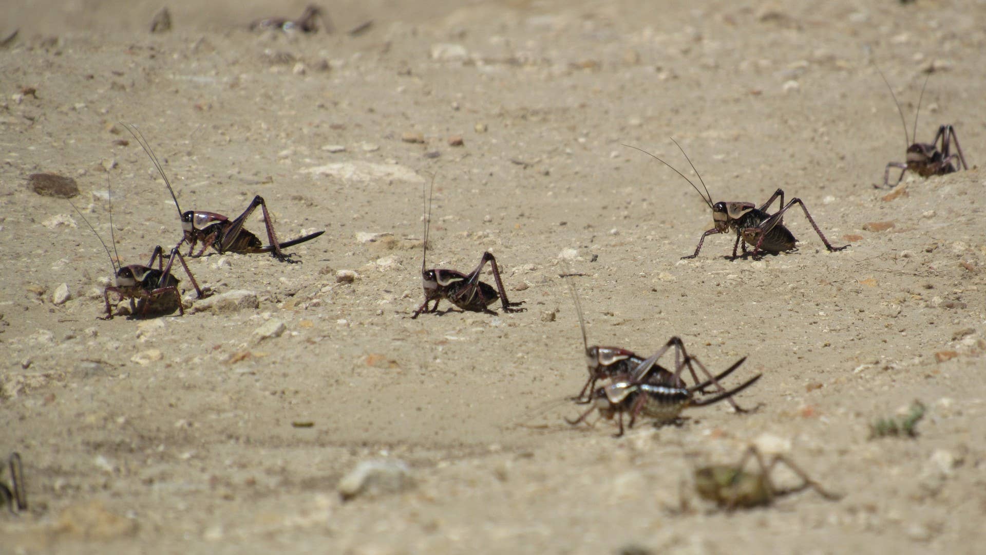 Terrifying Cricket Swarm Swallows Home in Nevada - Wanderwisdom