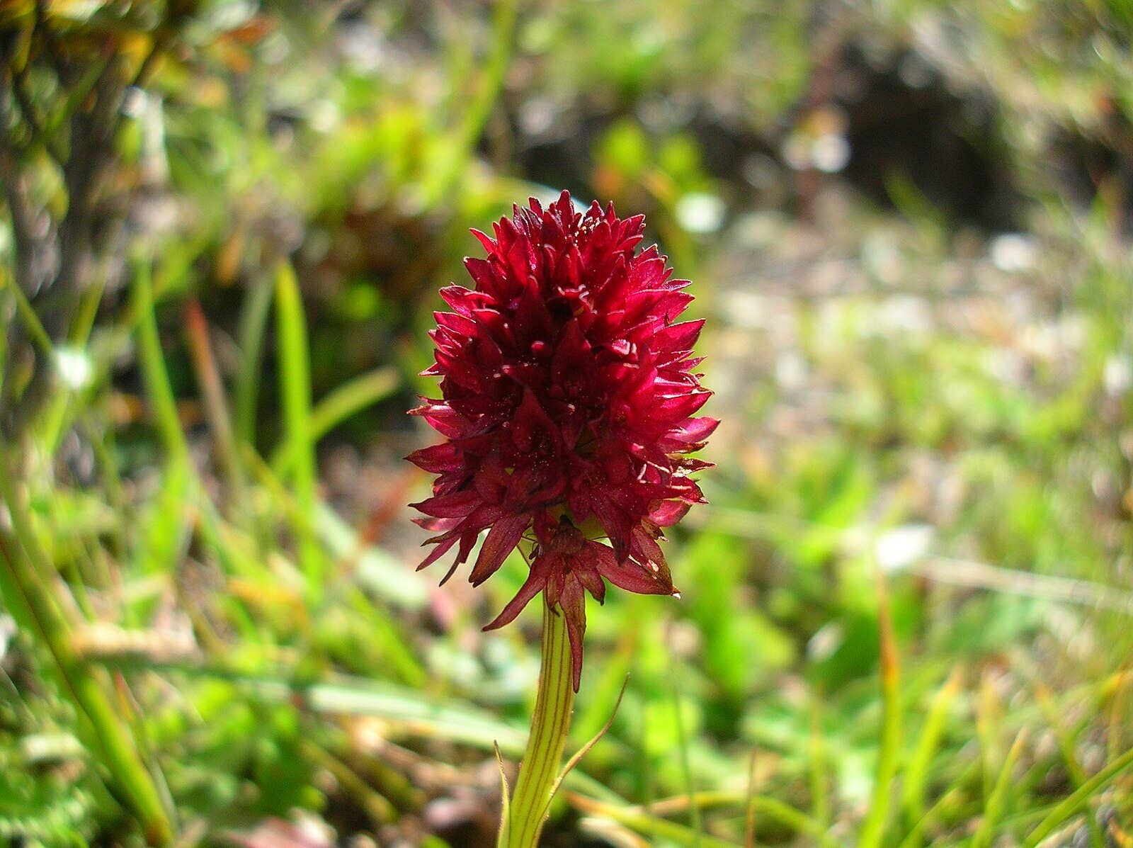 Alpine Flowers of Switzerland (From Asters to Orchids) - Wanderwisdom