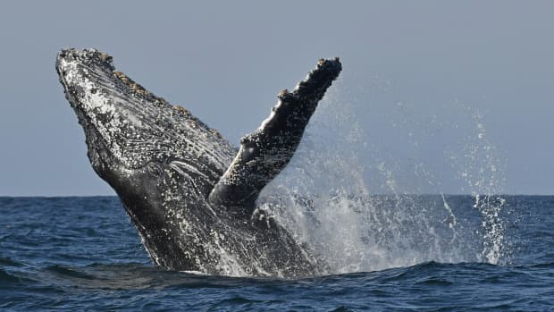 Jawdropping Drone Footage Reveals Humpback Whales Making a Fibonacci ...