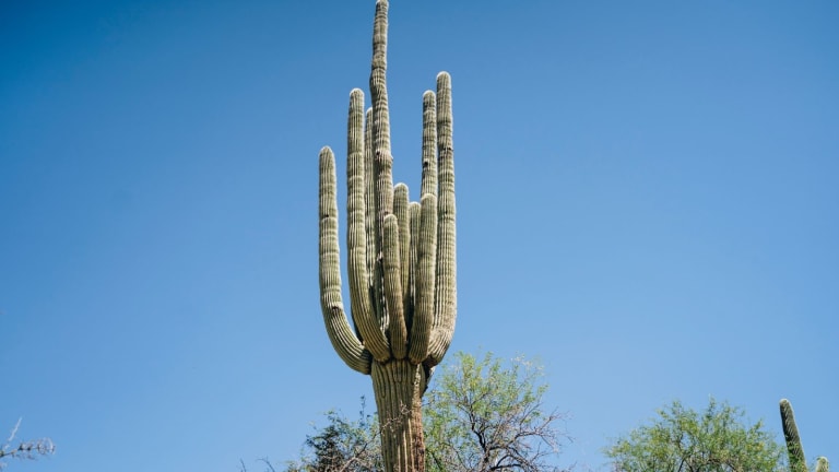 The 10 Most Common Cacti of the Southwest - WanderWisdom