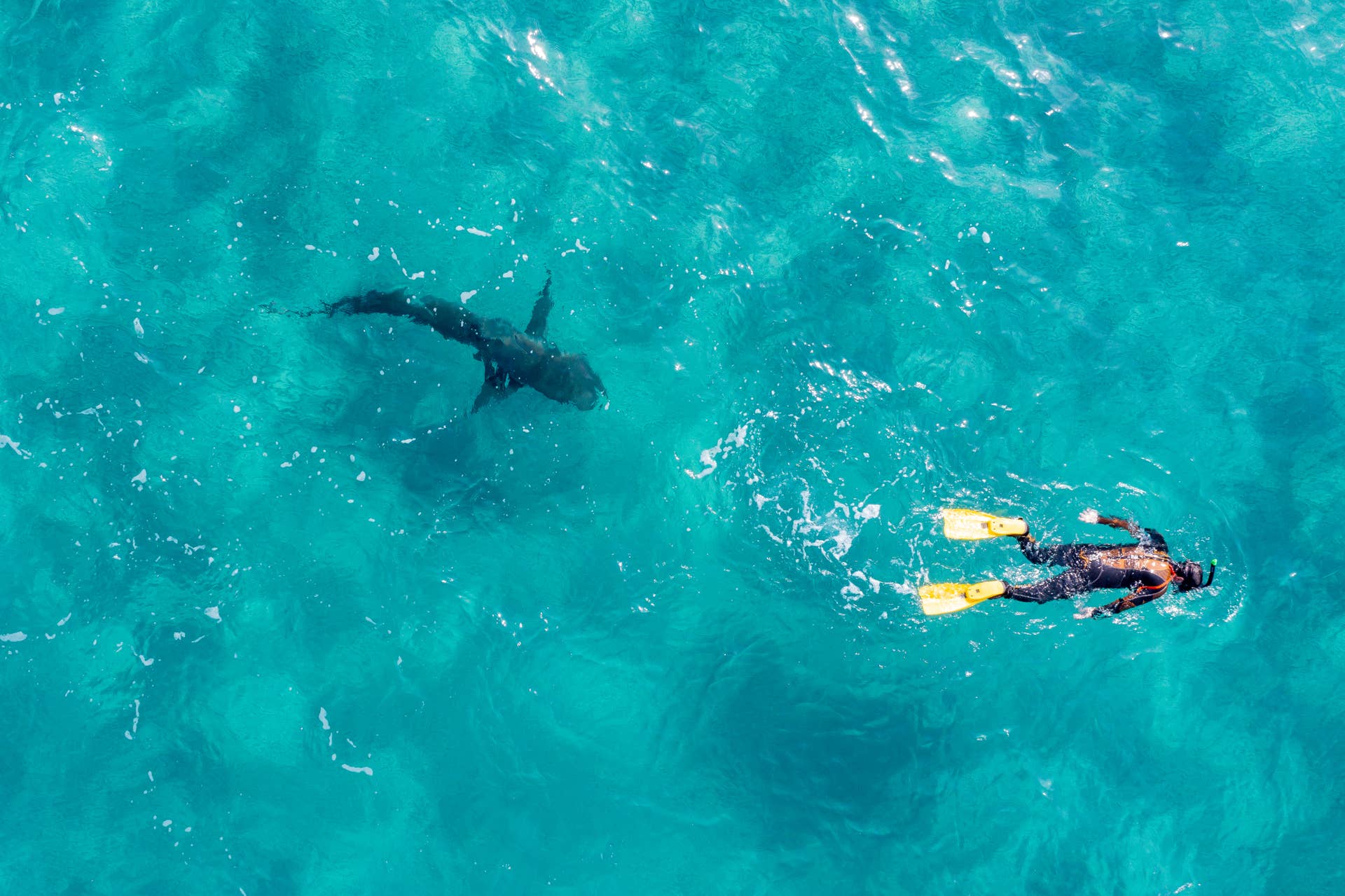 Mom Captures Footage of Shark Swimming Right Near Tourists on Waikiki ...