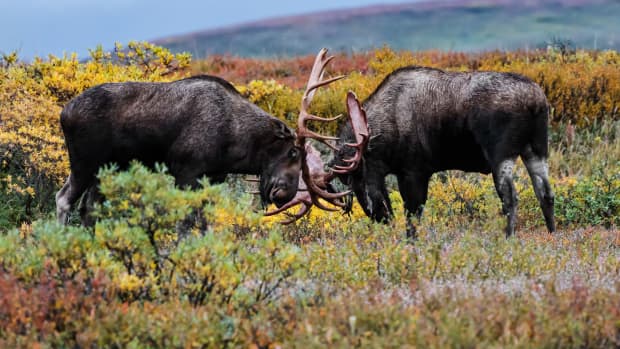 Rare Footage of Moose Galloping at Full Speed Is Truly Incredible ...
