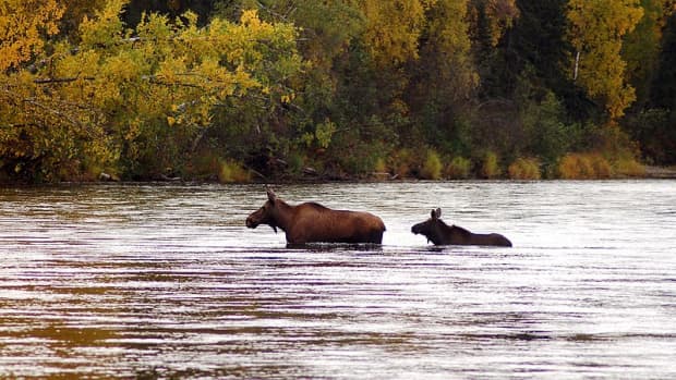 Rare Footage of Moose Galloping at Full Speed Is Truly Incredible ...