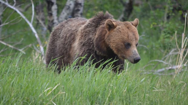 Wildlife Expert Captures a ‘Moose vs. Grizzly’ Creature Caper ...