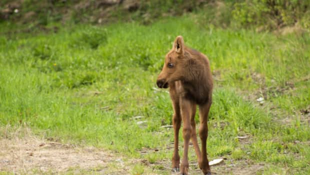 Rare Footage of Moose Galloping at Full Speed Is Truly Incredible ...