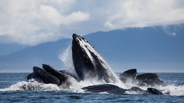 Jawdropping Drone Footage Reveals Humpback Whales Making a Fibonacci ...