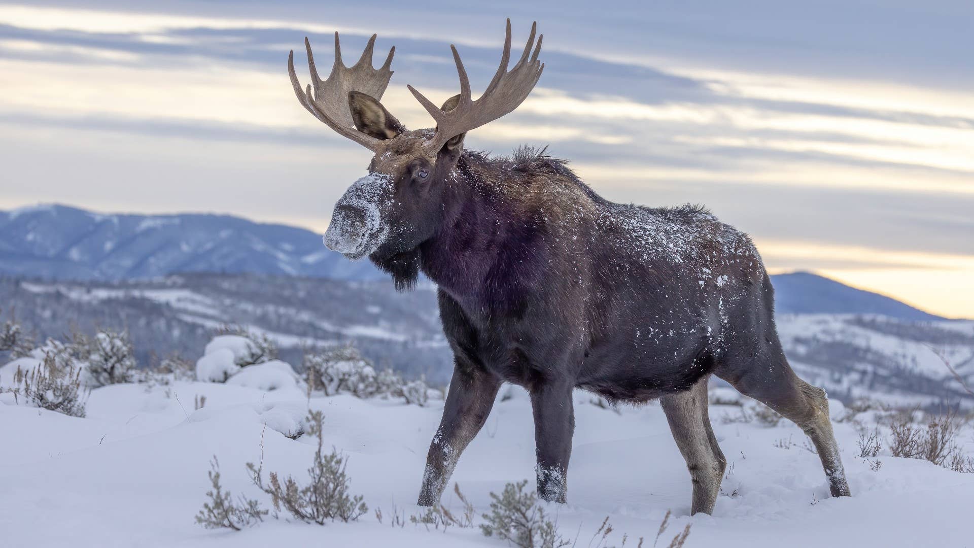 Rare Footage of Moose Galloping at Full Speed Is Truly Incredible ...