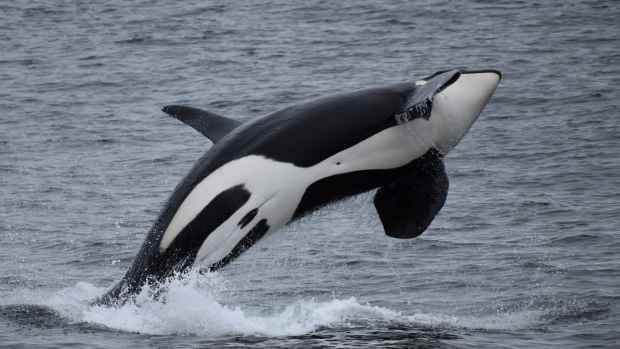 Dramatic New Video Shows 60-Year-Old Orca Taking Down a Great White ...