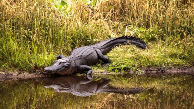Huge Alligator Sets Up Shop in Florida Woman's Home Like He Owns the ...