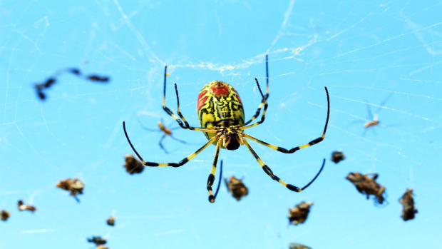 Northeast Bracing for Infestation of Black & Yellow Spiders the 'Size ...