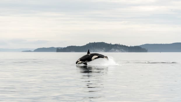 Orca Hunts Down a Dolphin in Front of Whale Watchers in San Diego ...