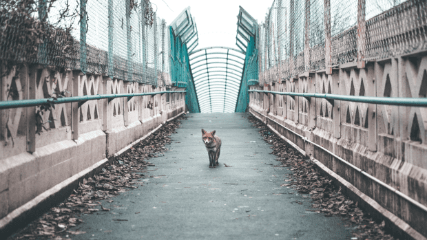 Fox and Rat in London Street Stop Onlookers with Epic 'Showdown ...