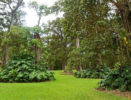 Hawaii Road Trip: Kalopa Native Forest State Park on the Big Island ...