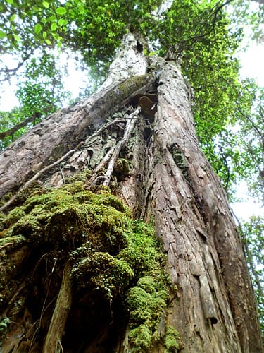 Hawaii Road Trip: Kalopa Native Forest State Park on the Big Island ...