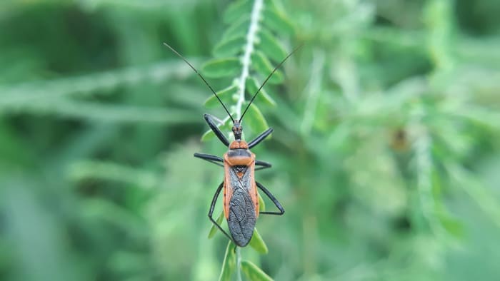 10 Florida Bugs That Bite or Sting - WanderWisdom