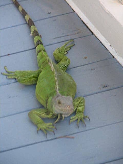 Living Things Key West Florida Why You Should Plan A Trip To Key West