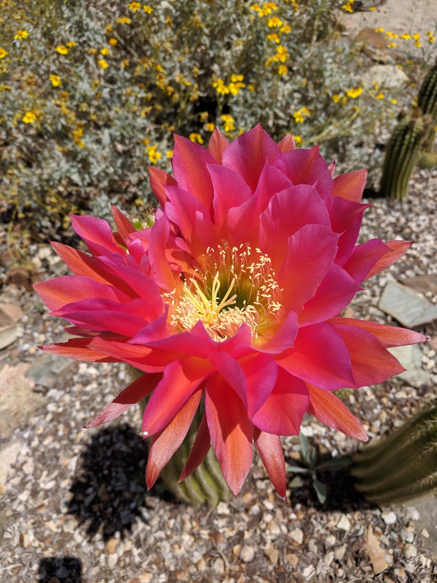 Tucson's Arizona-Sonora Desert Museum's Blooming Torch Cacti - WanderWisdom
