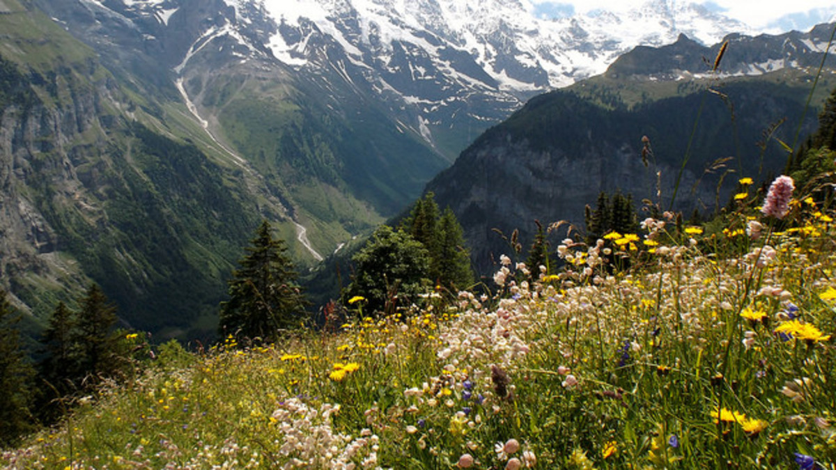 Alpine Flowers of Switzerland (From Asters to Orchids) - WanderWisdom