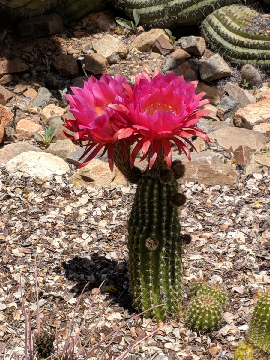 Tucson's Arizona-Sonora Desert Museum's Blooming Torch Cacti - WanderWisdom