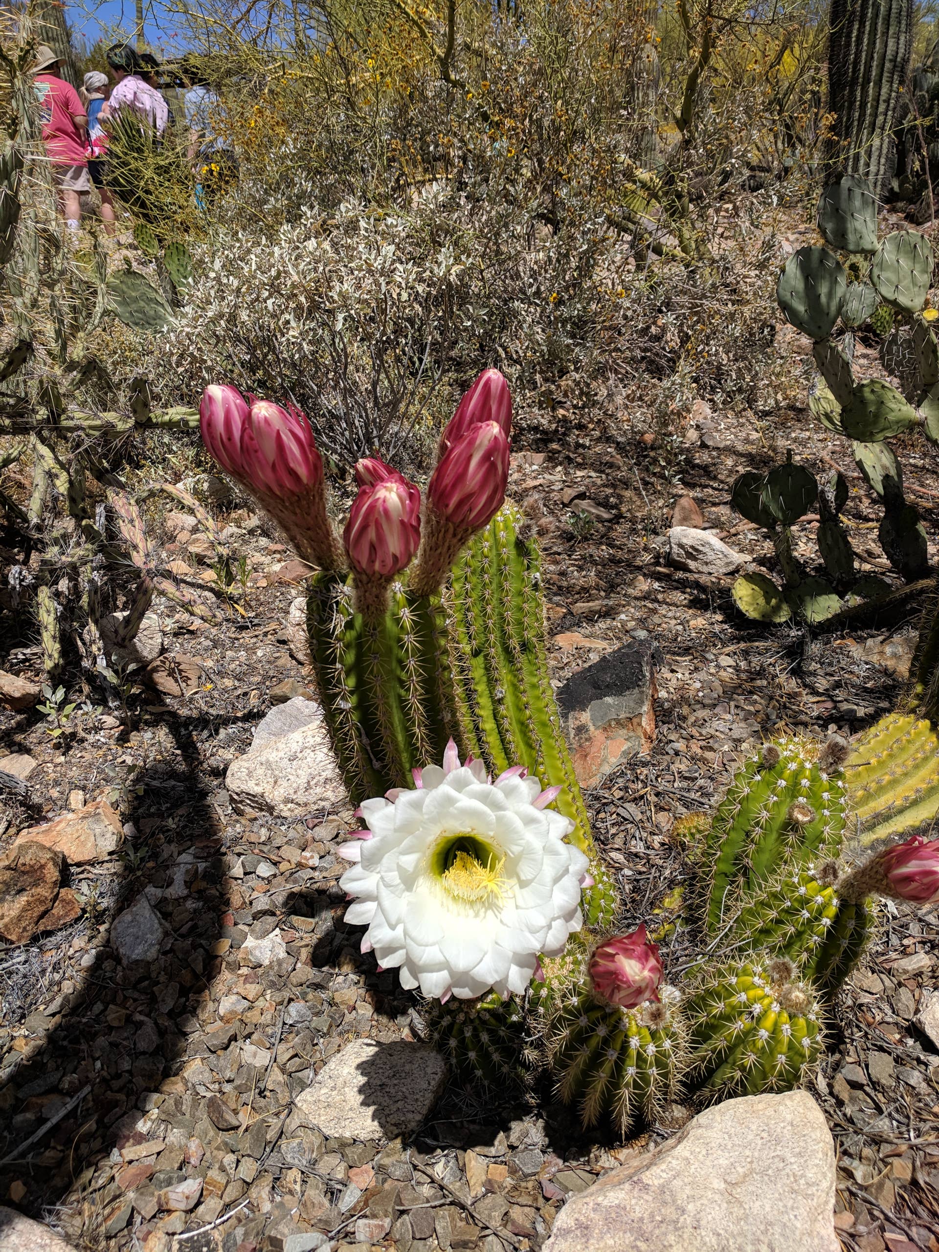 Tucson's Arizona-Sonora Desert Museum's Blooming Torch Cacti - WanderWisdom