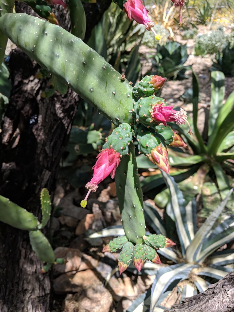 Tucson's Arizona-Sonora Desert Museum's Blooming Torch Cacti - WanderWisdom
