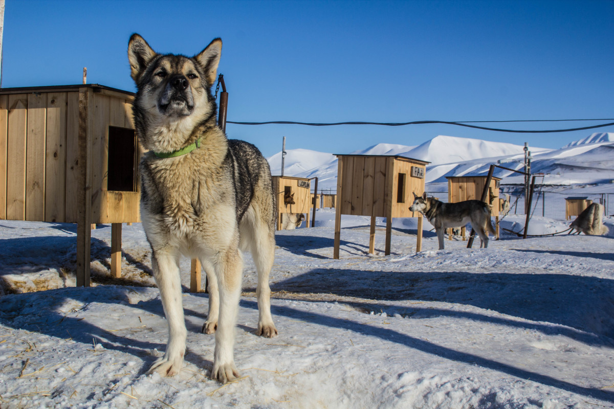 Unique 'Husky Cafe' in the Arctic Circle Is a Total Must-Visit ...