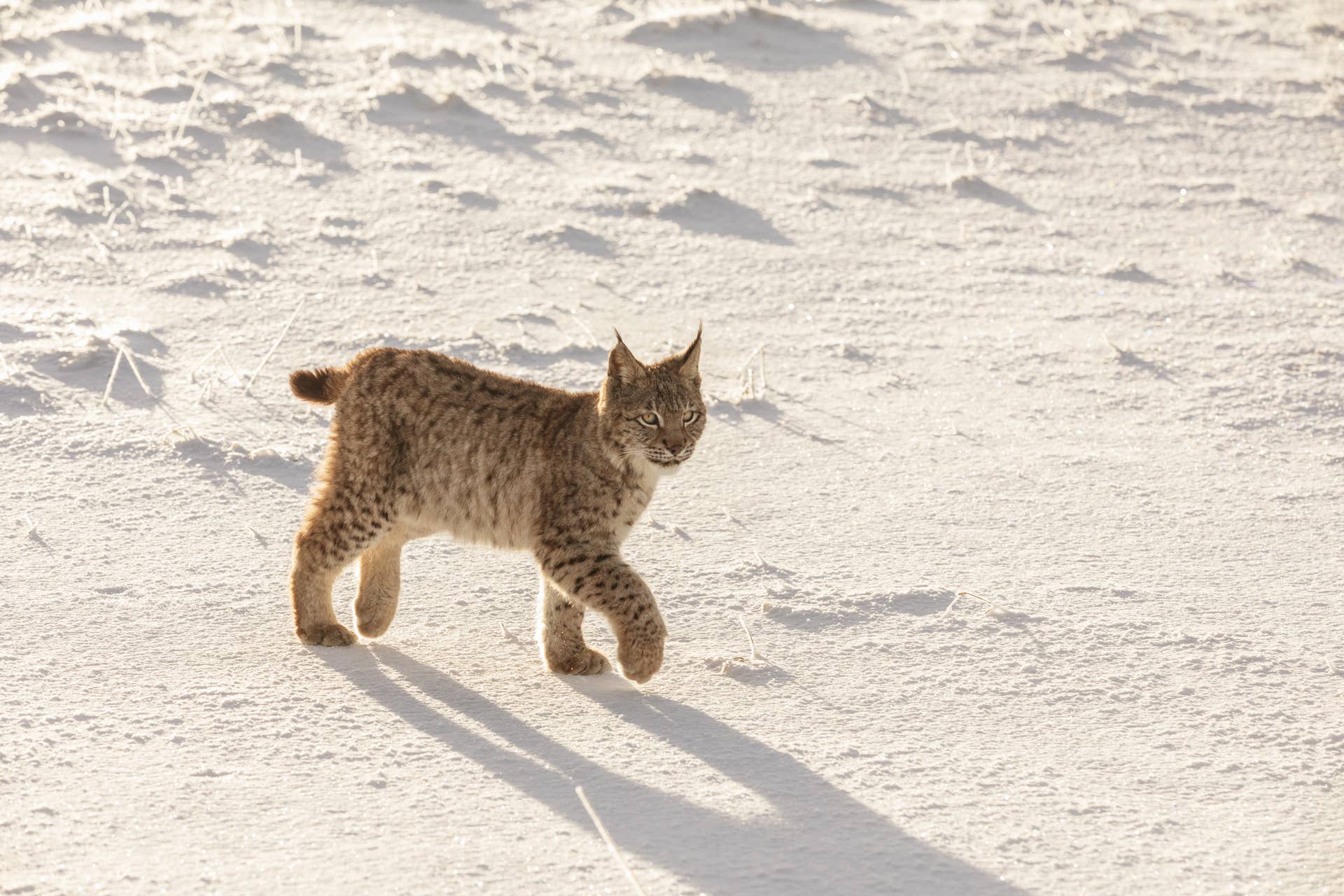 Canadian Family's Surprise Visit From Baby Bobcat Is Such a Treat ...