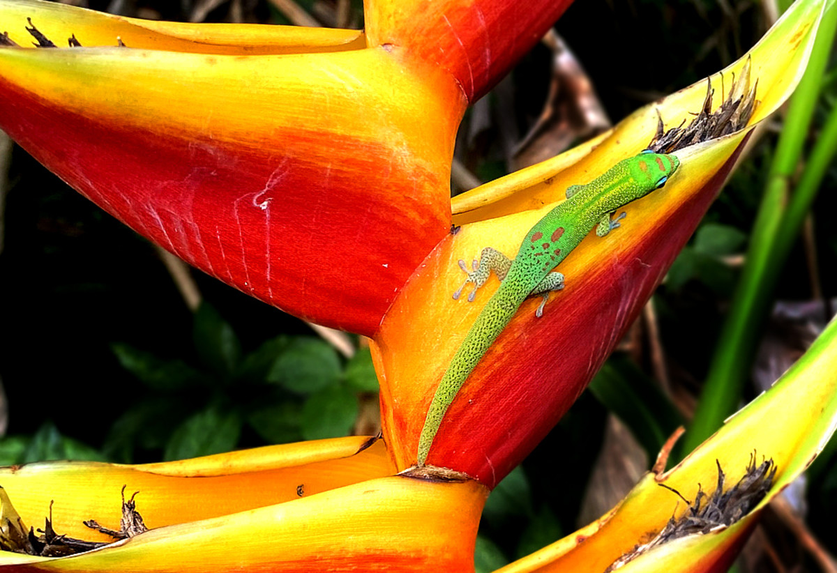 Gold Dust Day Geckos of Hawaii - WanderWisdom