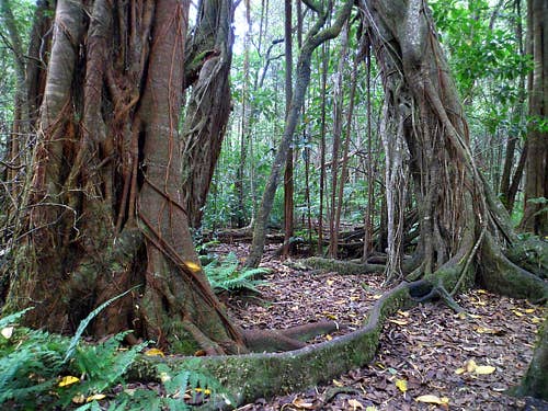 Hawaii Road Trip: Kalopa Native Forest State Park on the Big Island ...