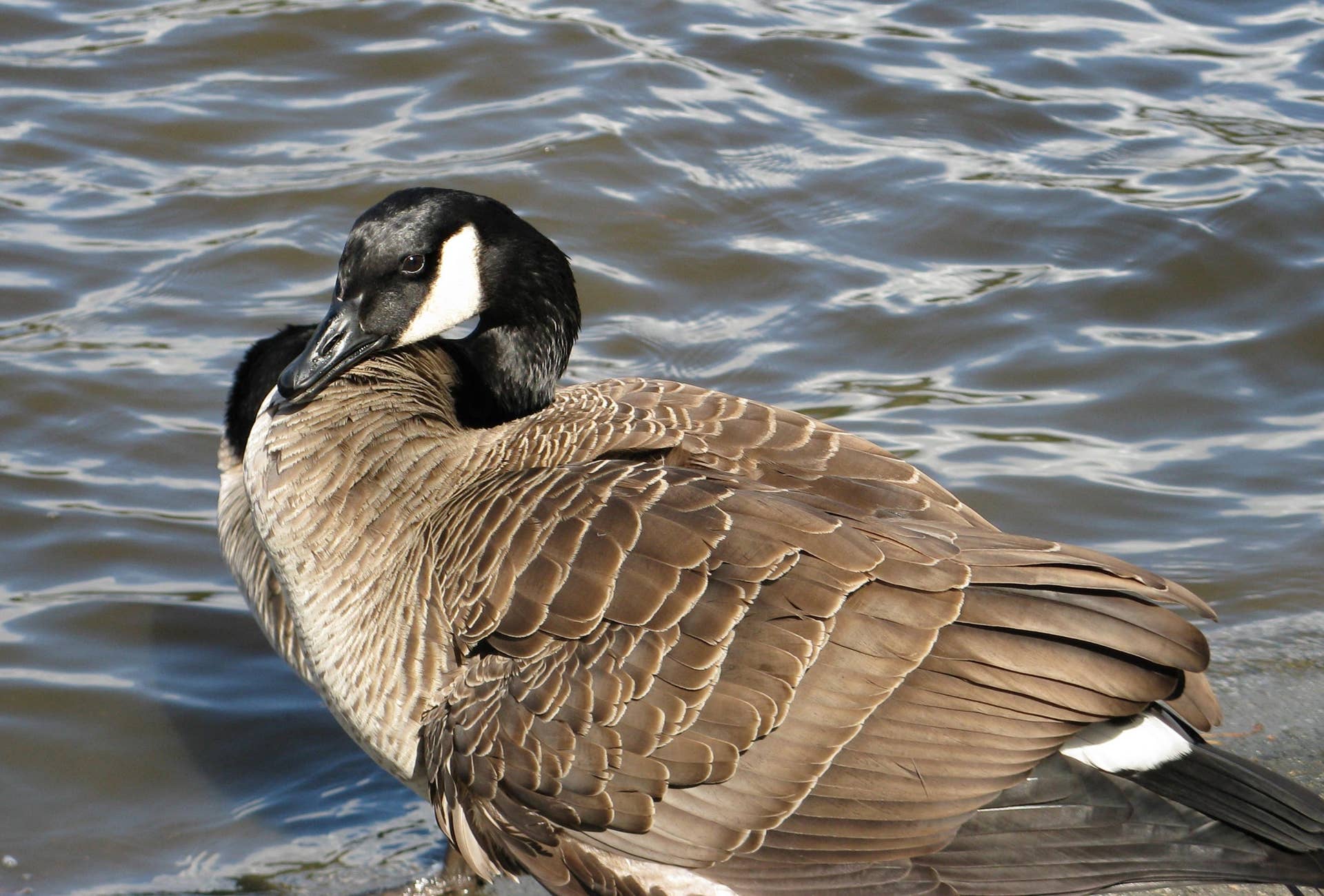 Aquatic Birds at Lost Lagoon in Stanley Park, Vancouver - Wanderwisdom