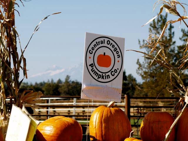 Pumpkin Patches in Central Oregon - Wanderwisdom