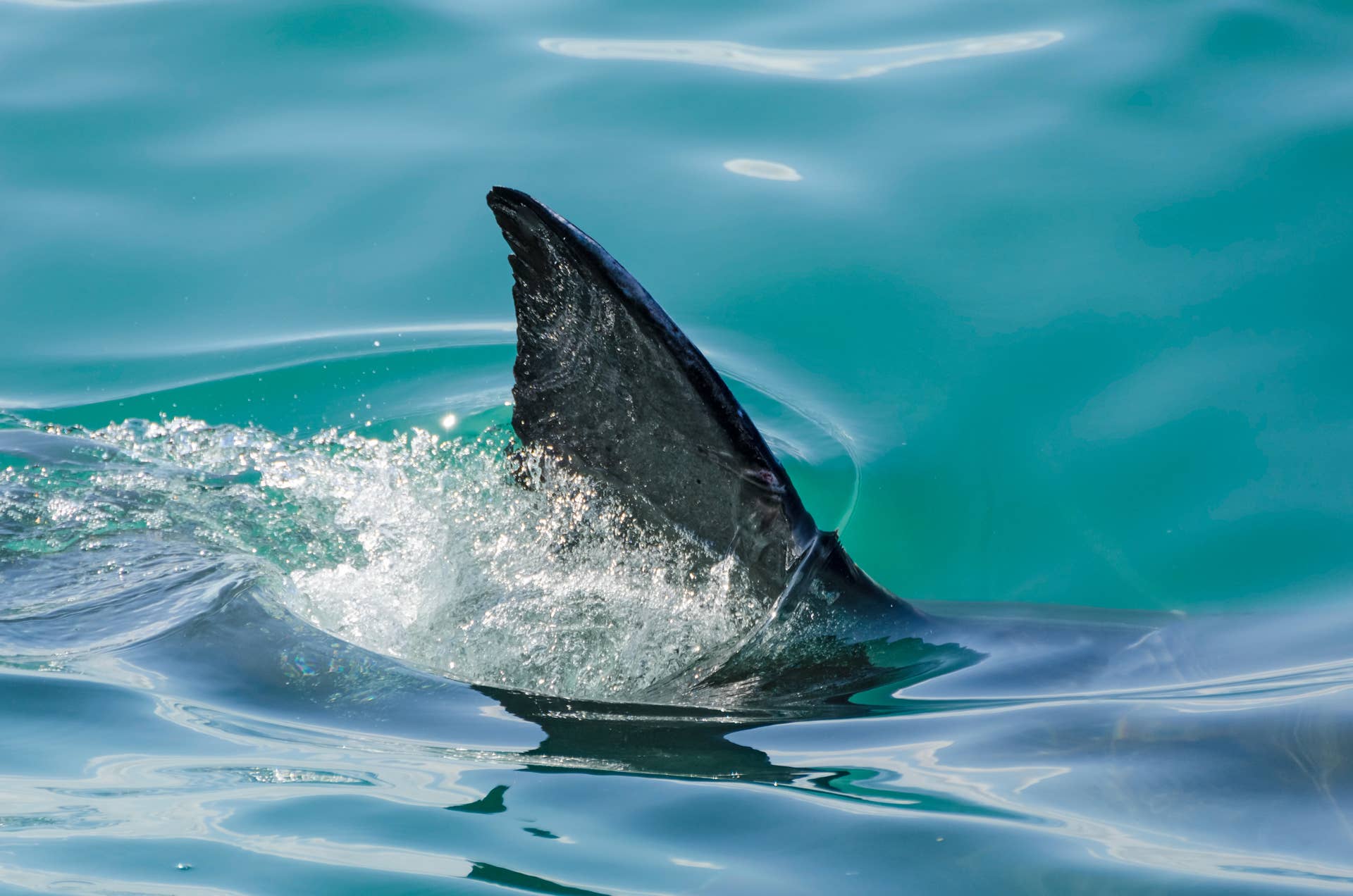 Mom Captures Footage of Shark Swimming Right Near Tourists on Waikiki ...
