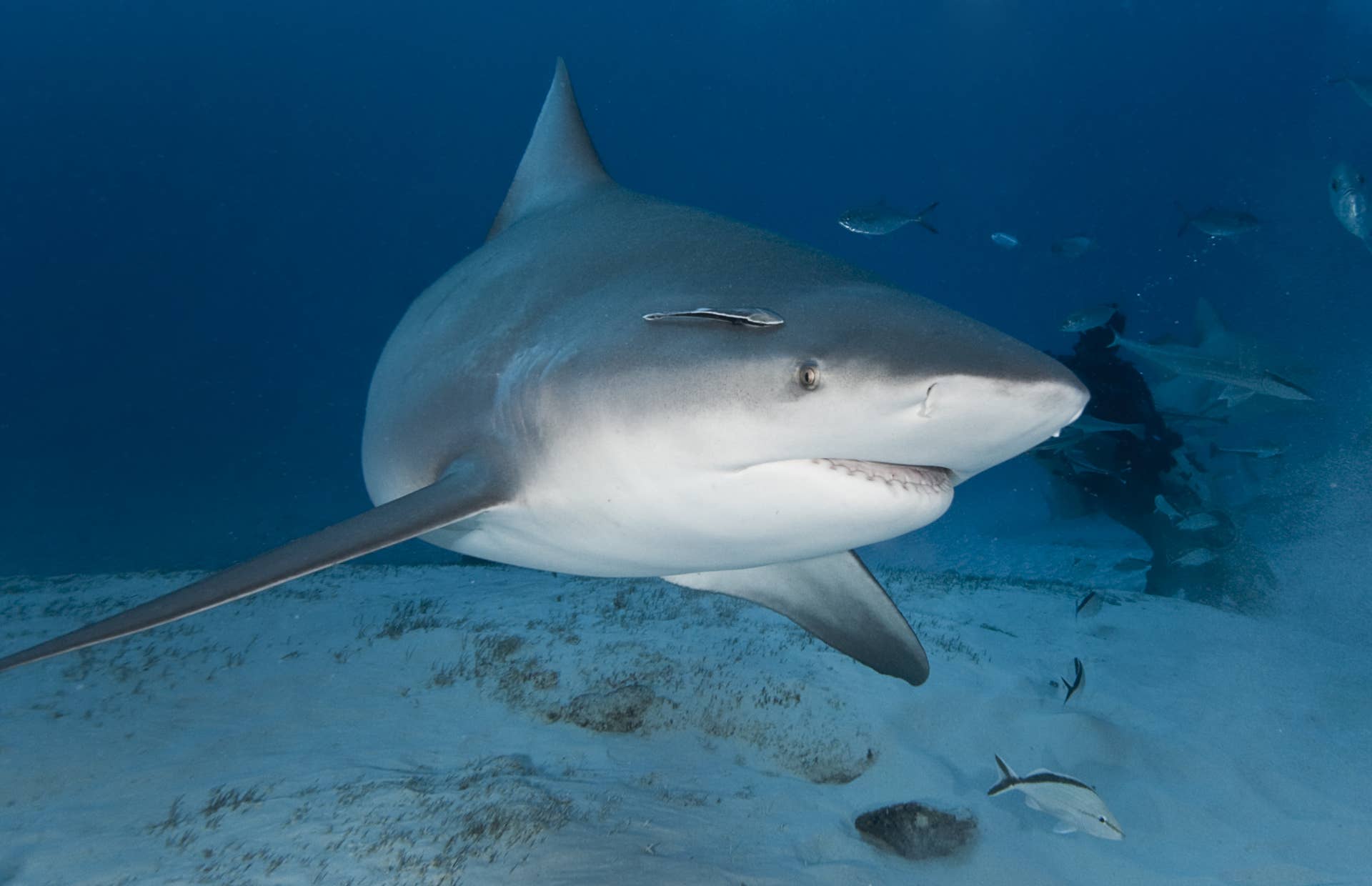 Kayaker's Reaction to Being Stalked by a Big Bull Shark Is Unexpected ...