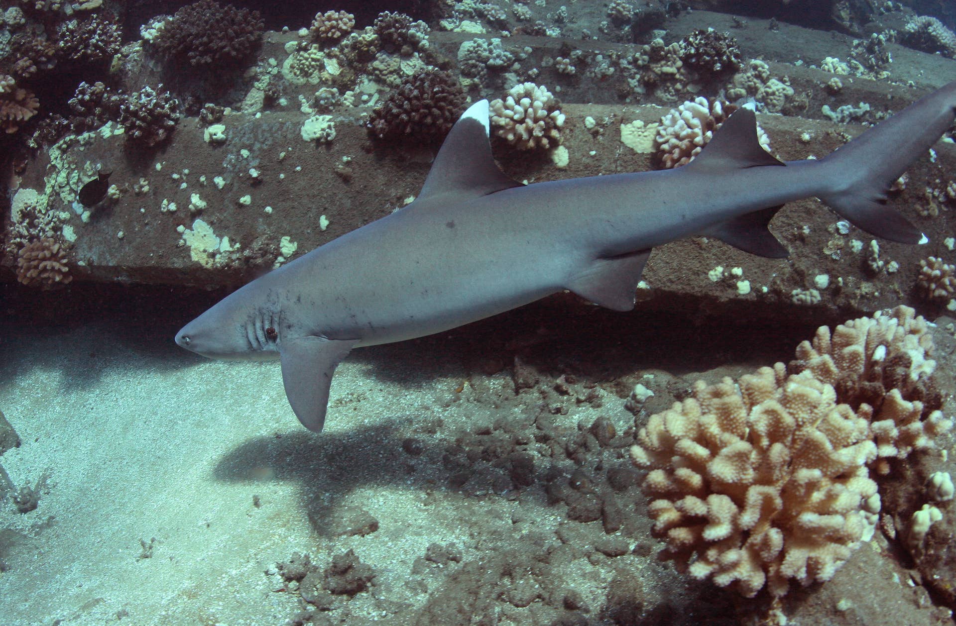 Watch: Man Freaks Out After Shark Swims Right Up Next to Him in Hawaii ...