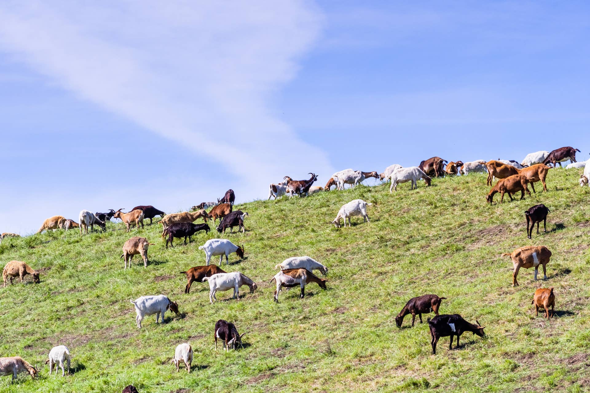 Onlookers Stunned As Herd of 'Sightseeing' Goats Roam San Francisco ...