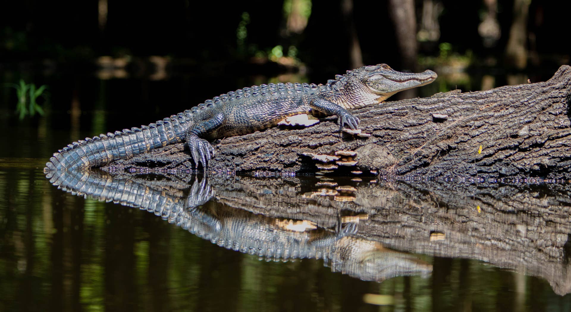 Friends' Encounter with Hissing Alligator While Tubing in Florida Is ...