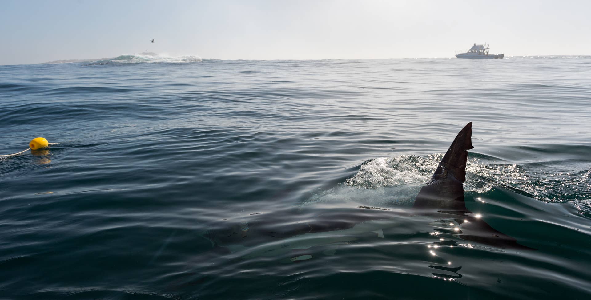 Beachgoer's Video Captures Large Shark Swimming Right off Alabama Shore ...