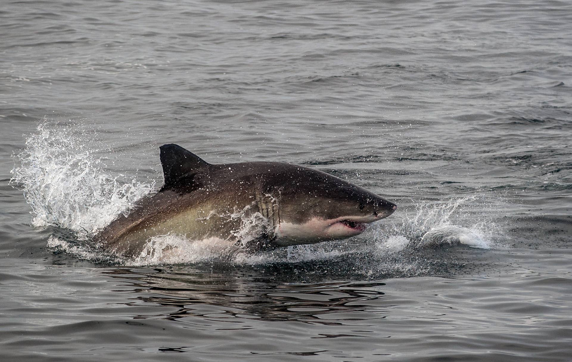 Father and Daughter Encounter Great White Shark While Fishing in NJ ...